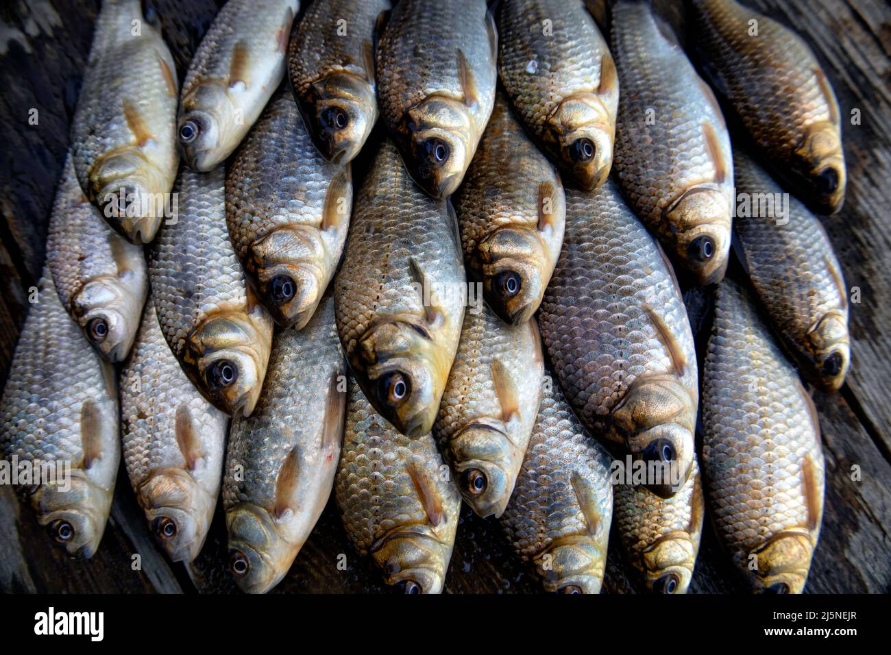Crucian carp eyes hi-res stock photography and images - Alamy