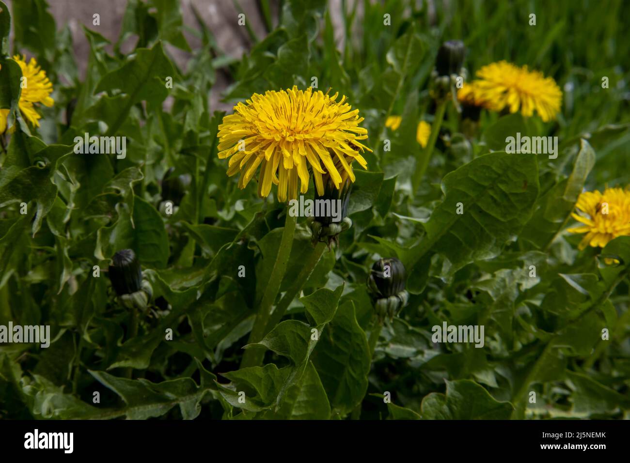 Gold dandelion hi-res stock photography and images - Alamy