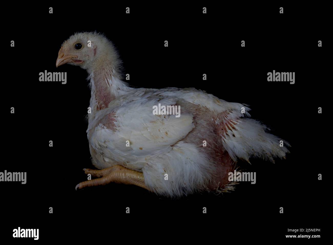 3 week old broiler chicken isolated on black Stock Photo - Alamy