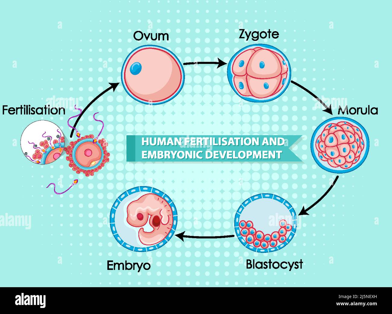 Human fertilisation and embryonic development illustration Stock Vector ...