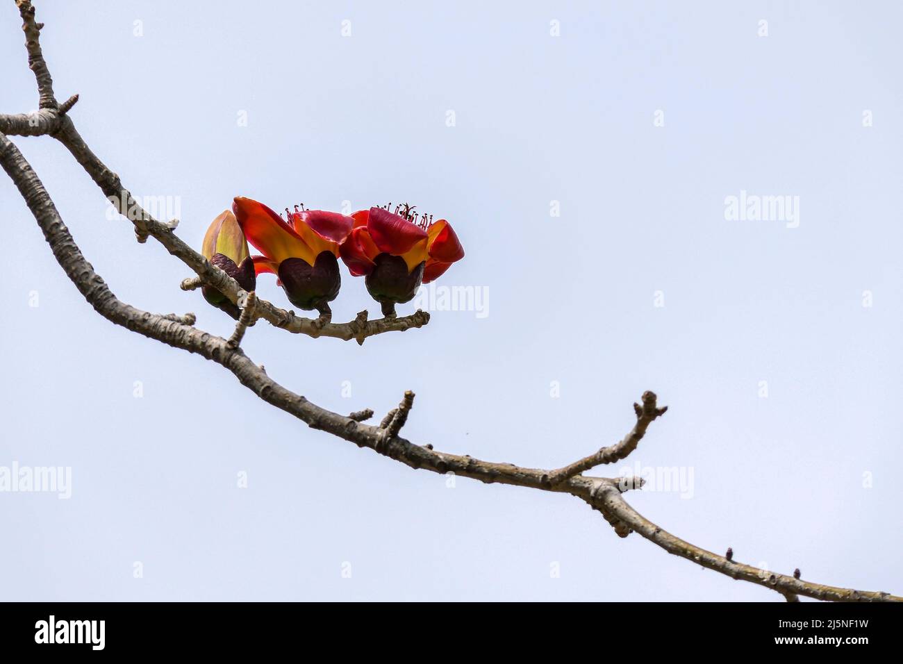 Bombax ceiba tree hi-res stock photography and images - Alamy