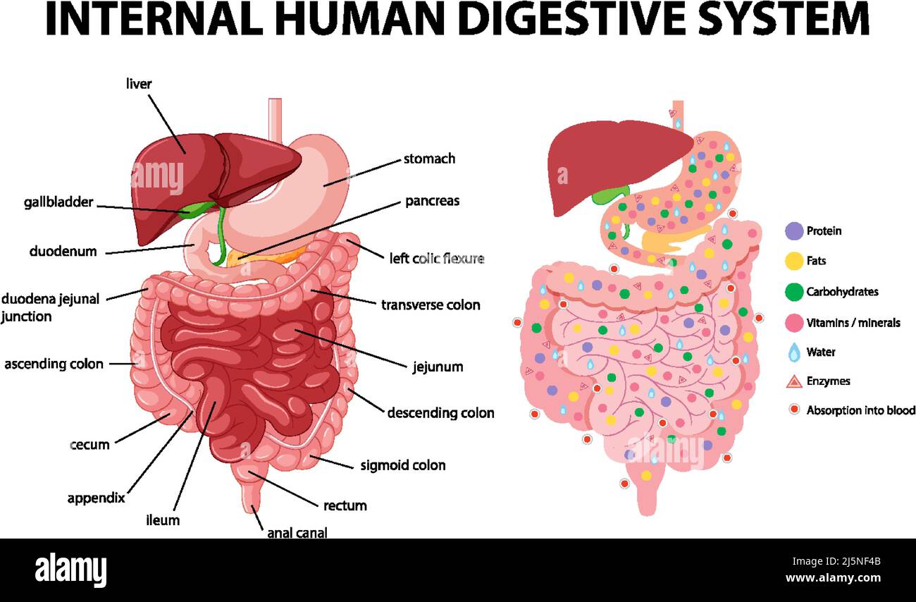 Diagram showing internal human digestive system illustration Stock Vector Image & Art - Alamy