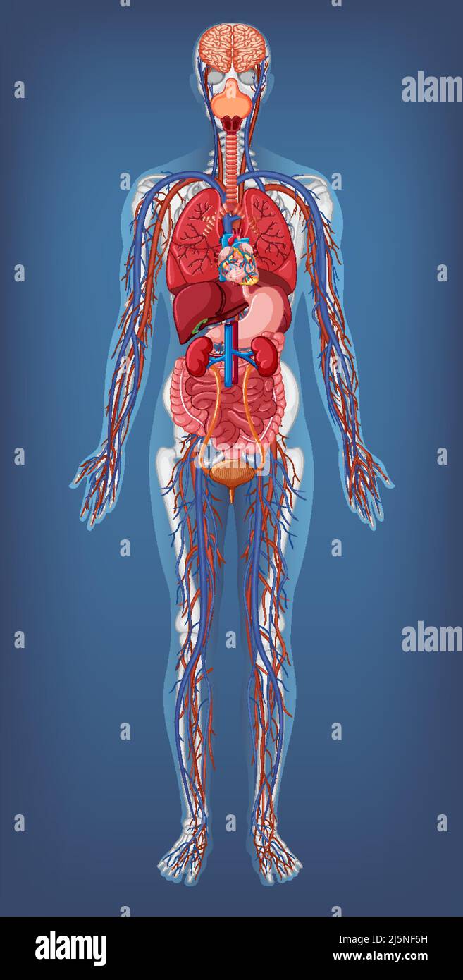 Anatomical Structure Human Body illustration Stock Vector Image & Art ...