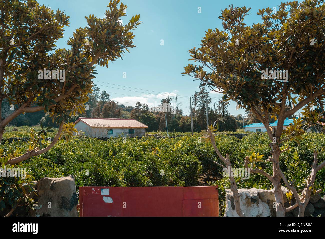 Countryside village, Jeju Olle Trail in Jeju island, Korea Stock Photo ...