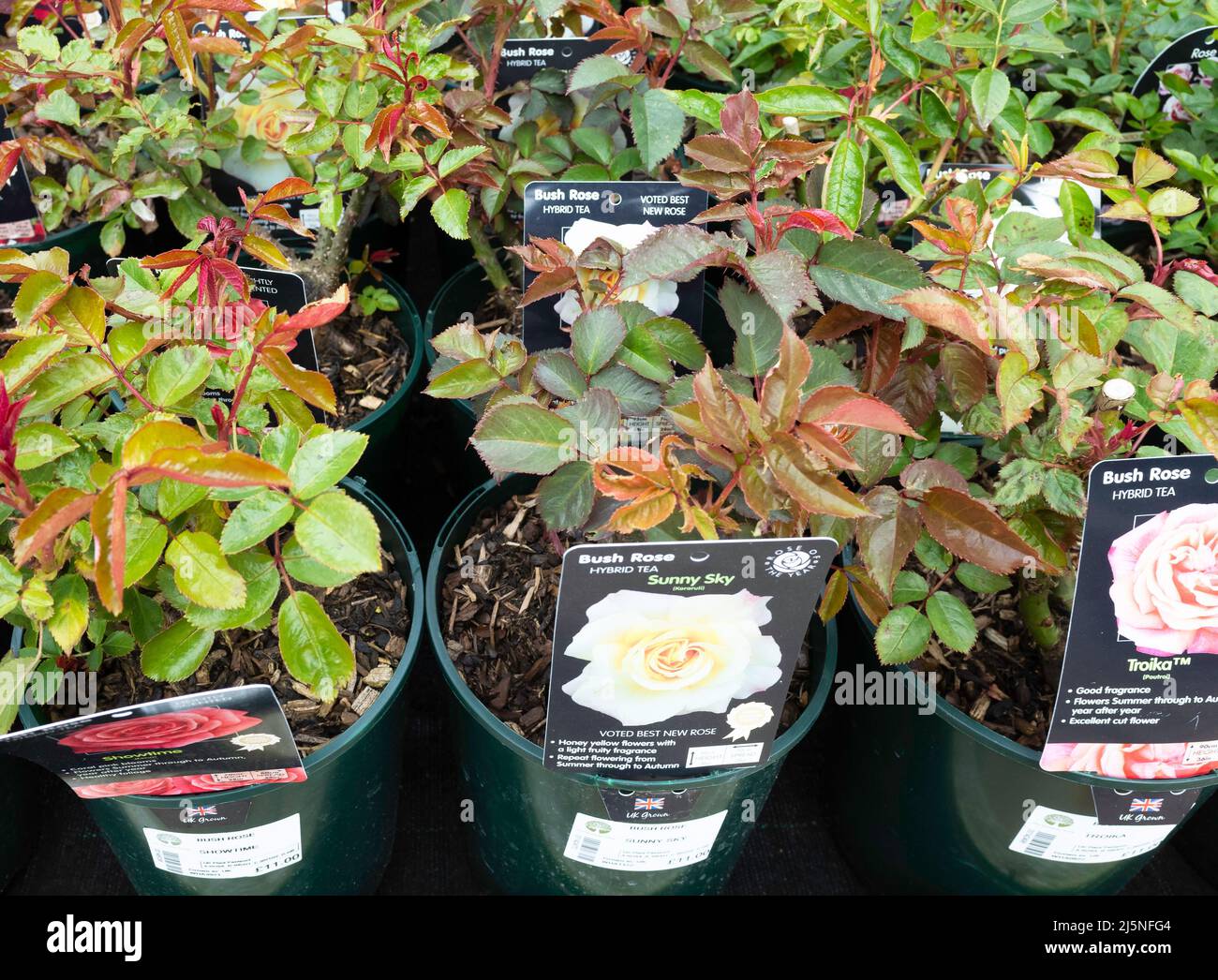 Hybrid Tea Rose plants with single flower on each stem in a garden ...