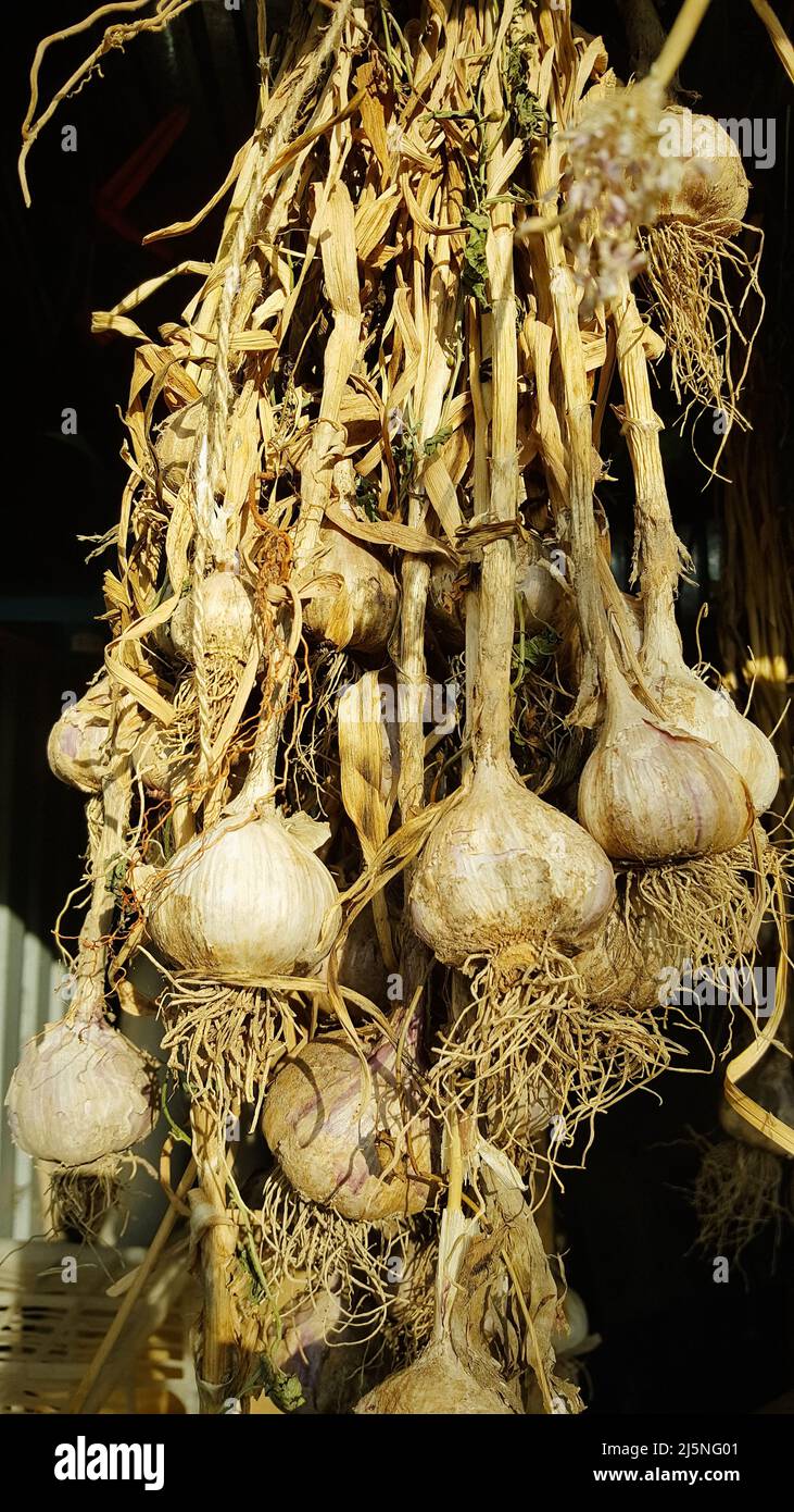 Dried garlic in a bunch hi-res stock photography and images - Alamy