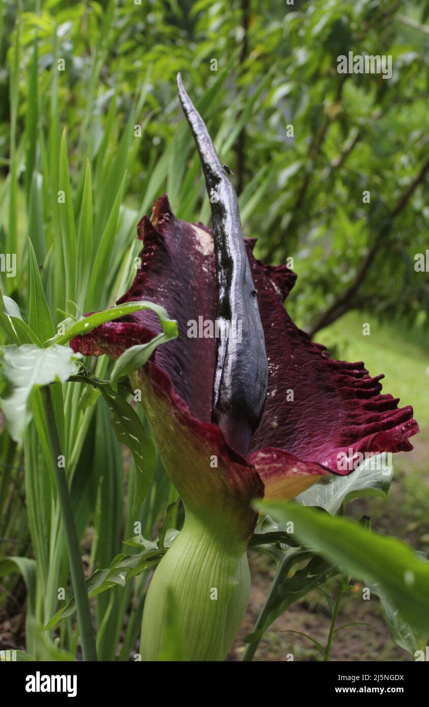 Dragon Arum - Dracunculus vulgaris or Dragon Lily in Outdoor Garden ...