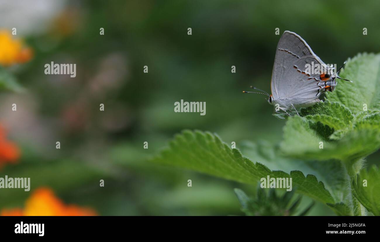 Gray Hairstreak Butterfly - Strymon melinus on Lantana Leaf outdoors in ...