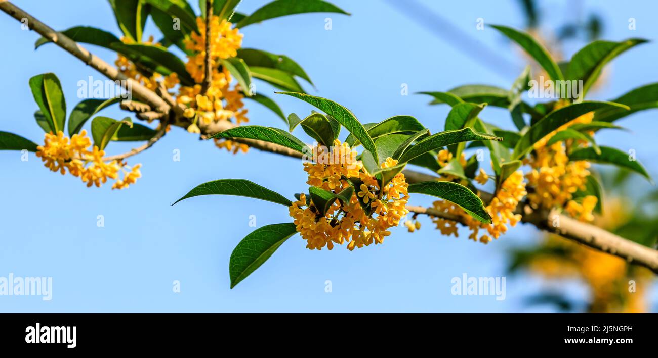 Beautiful osmanthus blooms on the osmanthus tree Stock Photo - Alamy