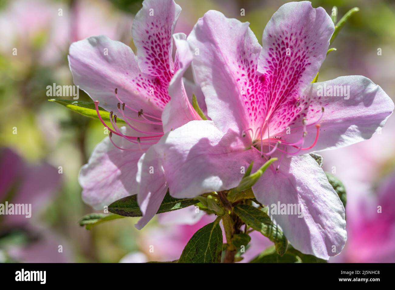 George tabor azaleas hi-res stock photography and images - Alamy