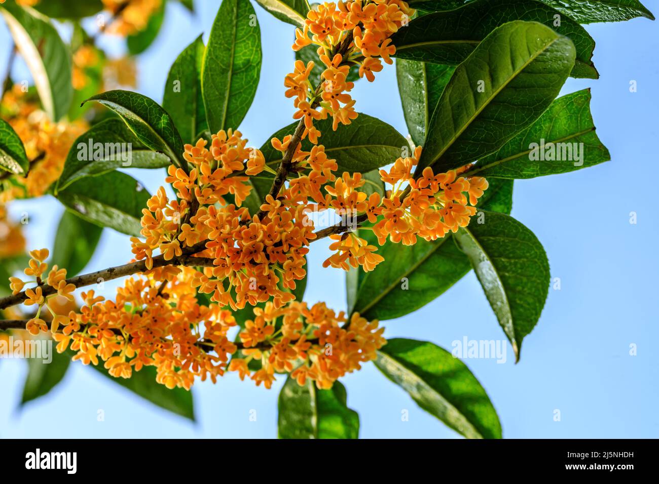 Beautiful osmanthus blooms on the osmanthus tree Stock Photo - Alamy