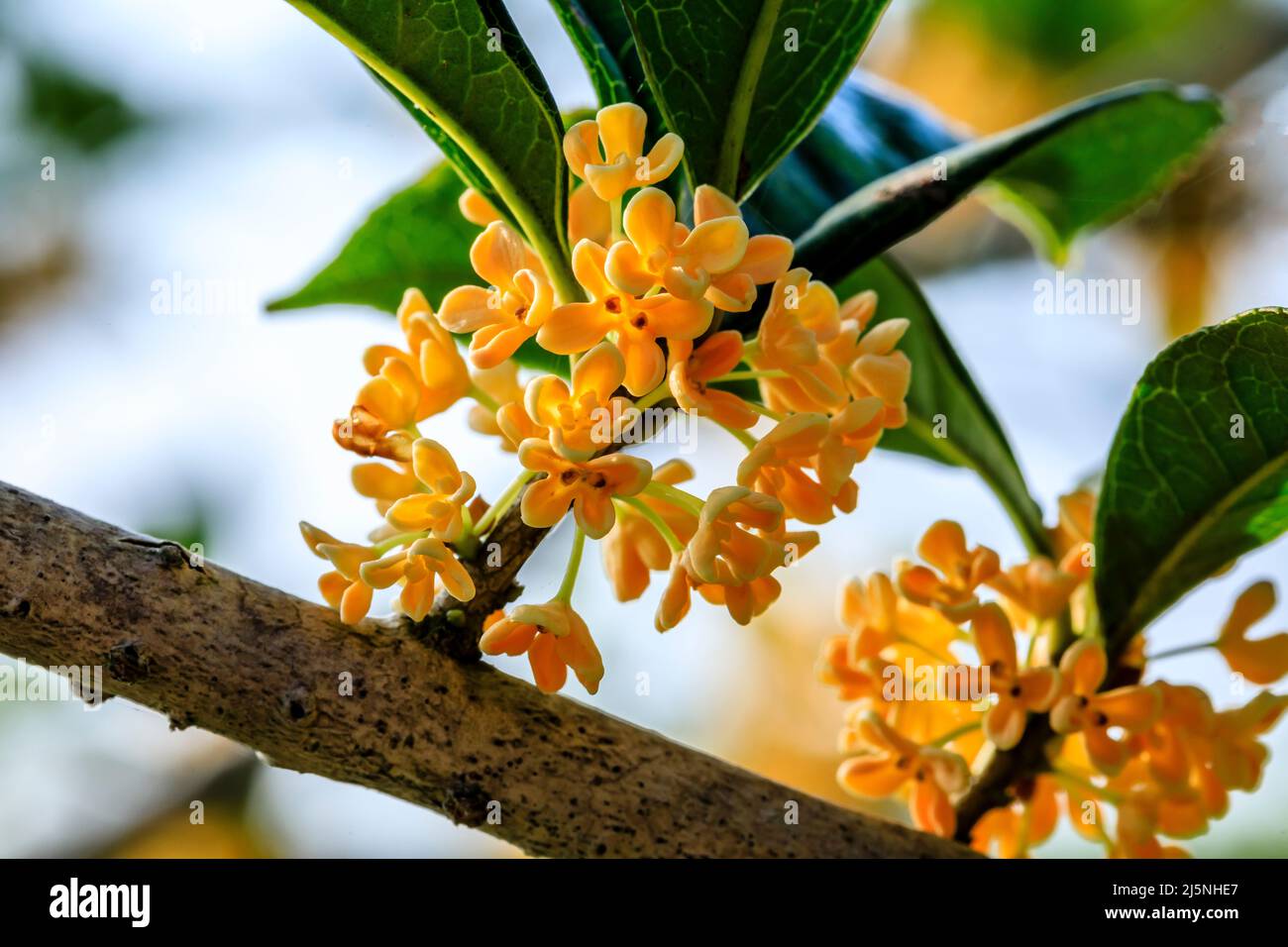 Beautiful osmanthus blooms on the osmanthus tree Stock Photo - Alamy