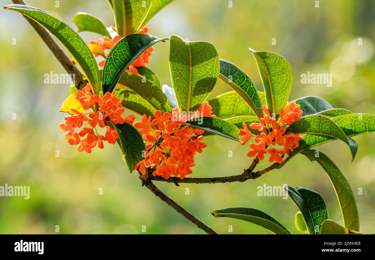 Beautiful osmanthus blooms on the osmanthus tree Stock Photo - Alamy