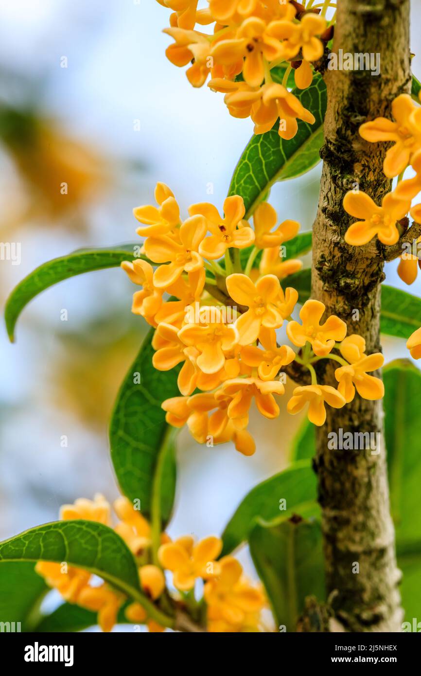 Beautiful osmanthus blooms on the osmanthus tree Stock Photo - Alamy