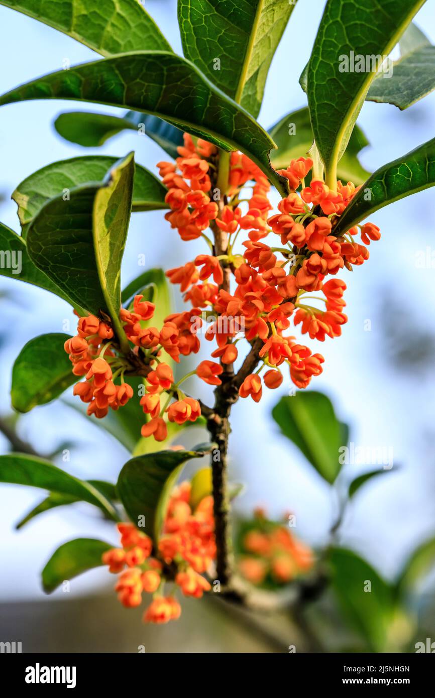 Beautiful osmanthus blooms on the osmanthus tree Stock Photo - Alamy