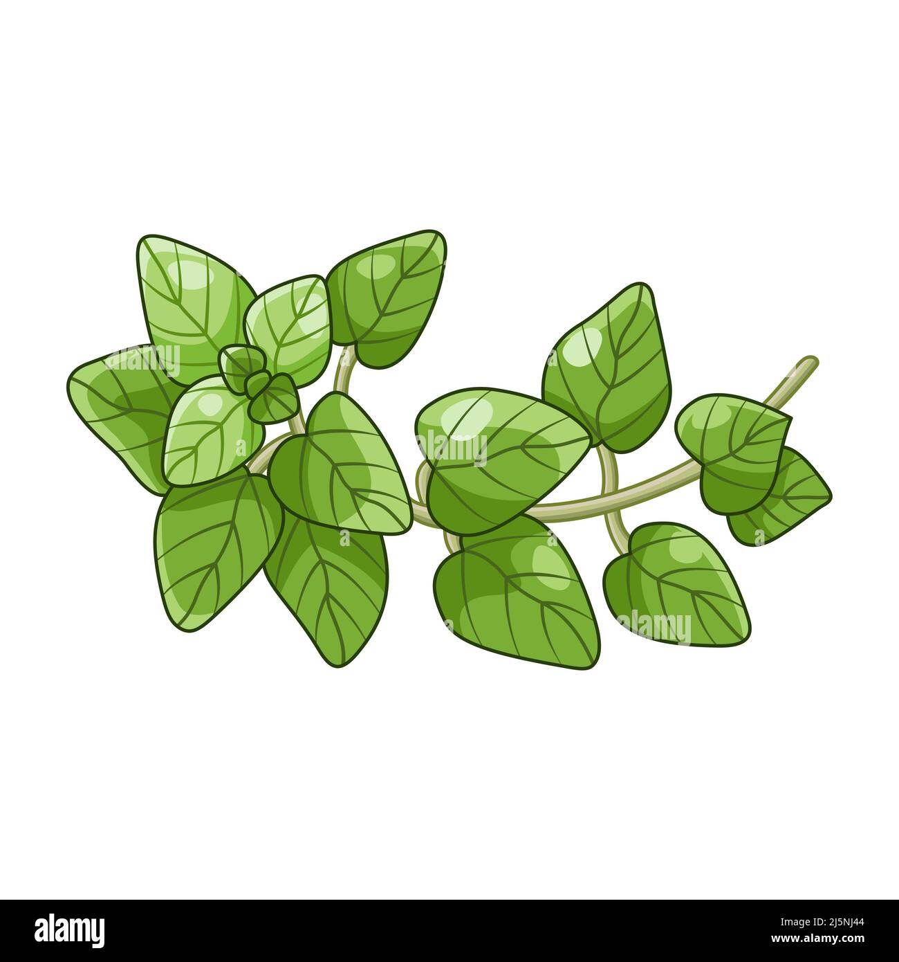 Oregano vector hi-res stock photography and images - Alamy
