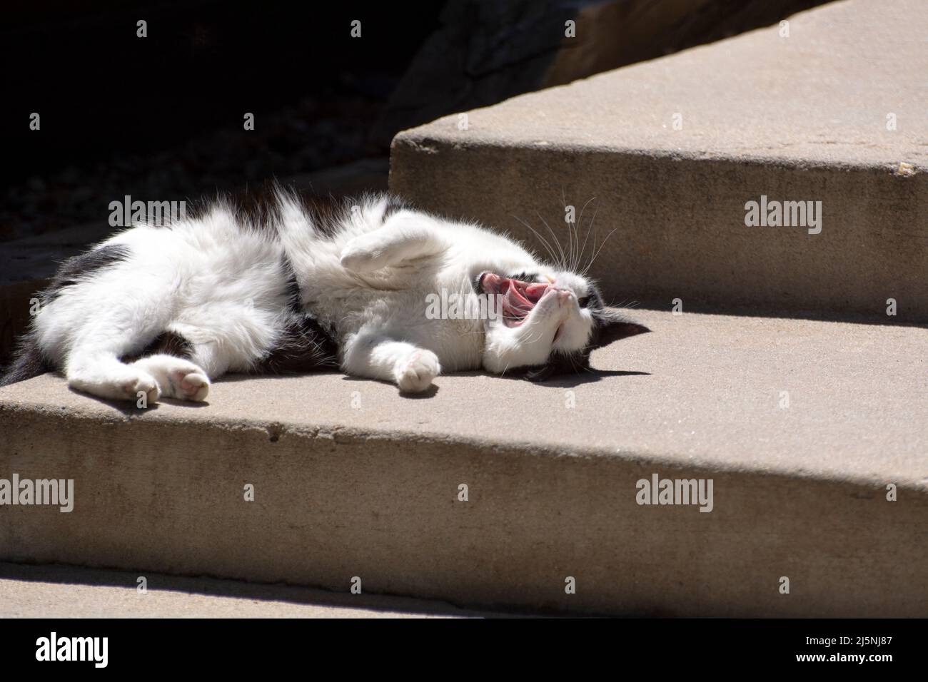 Black and white cat with broken and missing teeth rolling over and ...