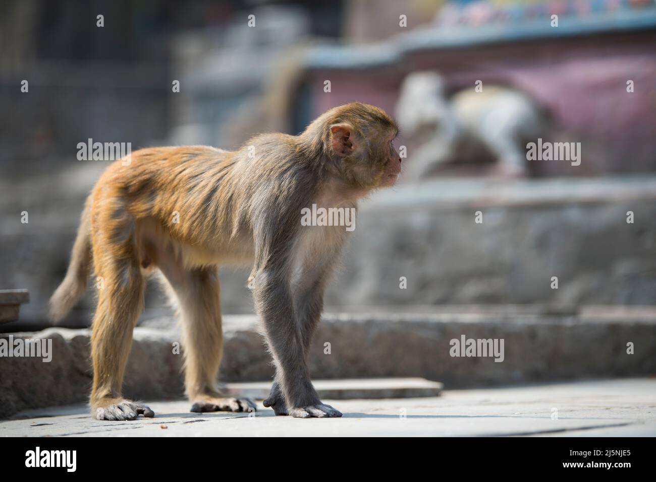 Kathmandu, Nepal- April 20,2022 : Rhesus Macaques monkeys on the ...