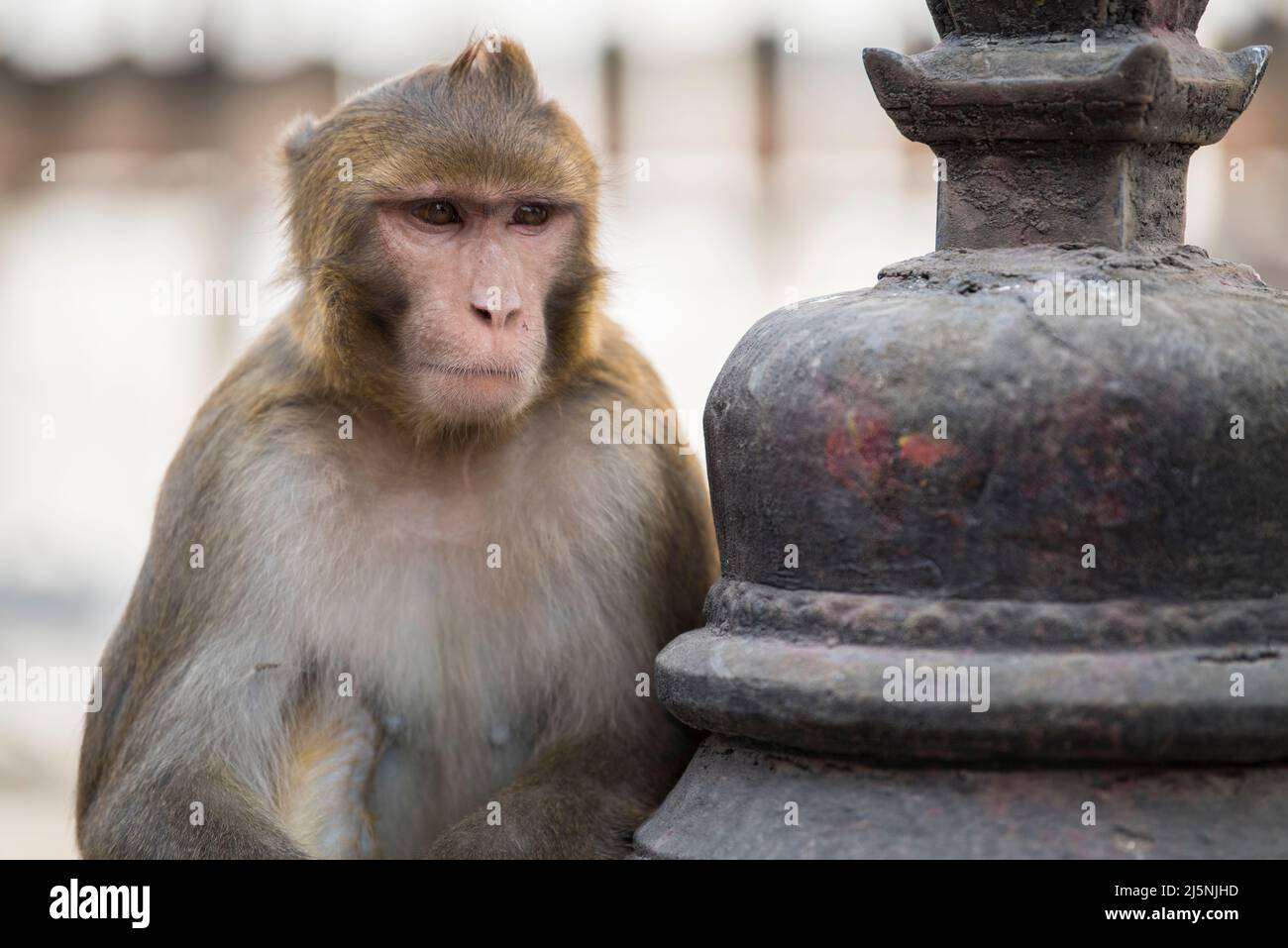Kathmandu, Nepal- April 20,2022 : Rhesus Macaques monkeys on the ...