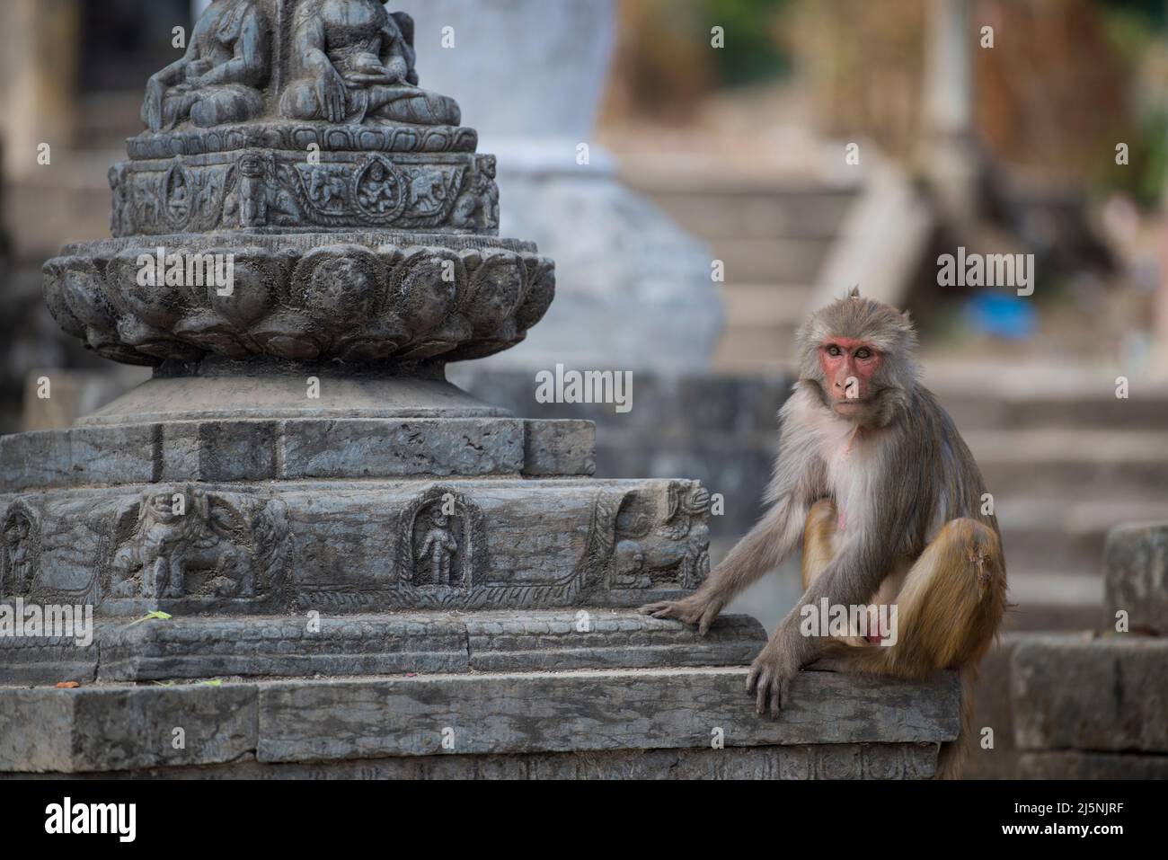 Kathmandu, Nepal- April 20,2022 : Rhesus Macaques monkeys on the ...