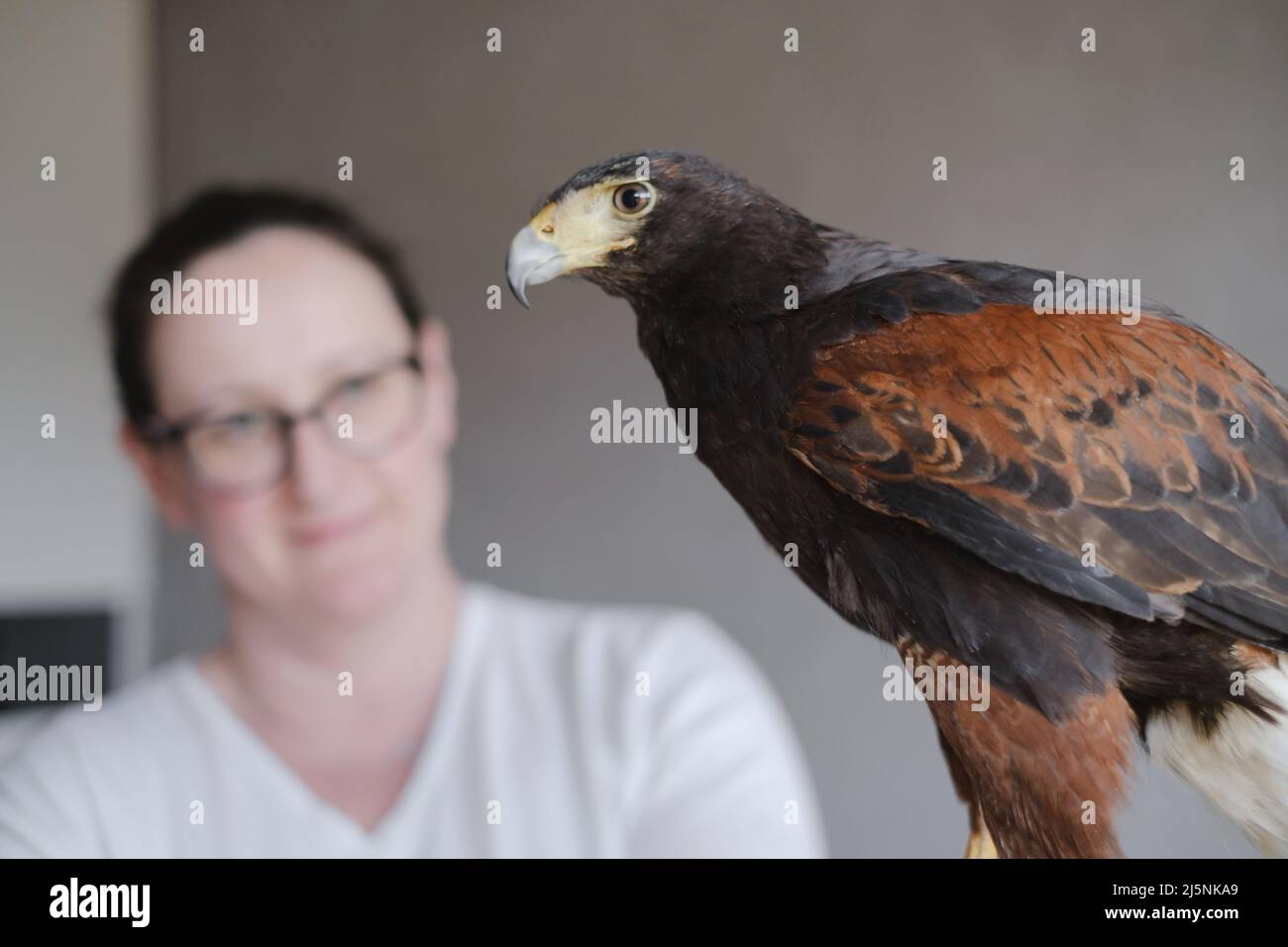 Woman holding Buzzard eagle over the wall at home. Closeup portrait ...