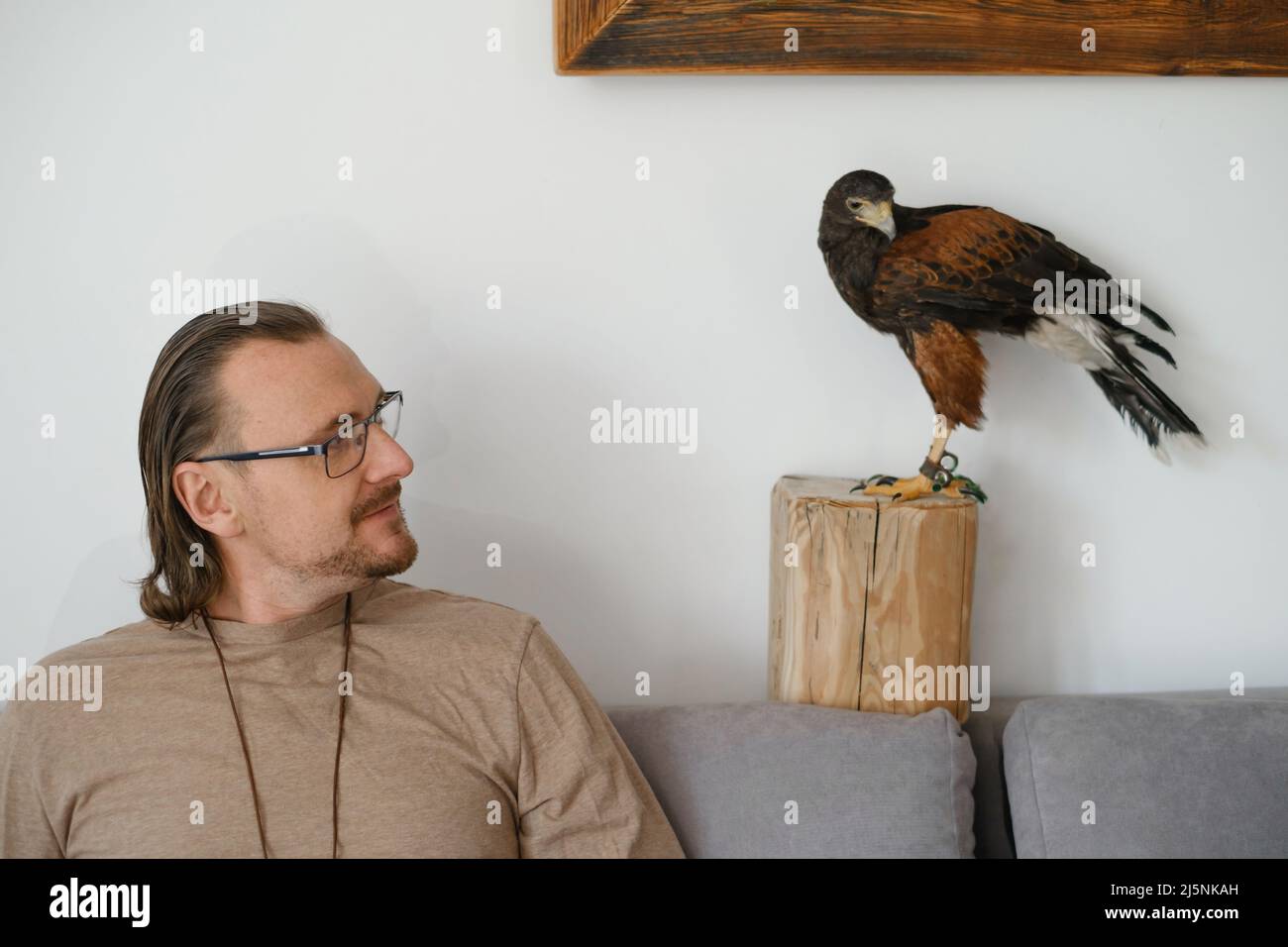 Man with eagle buzzard at home. Unusual pets and human animal ...