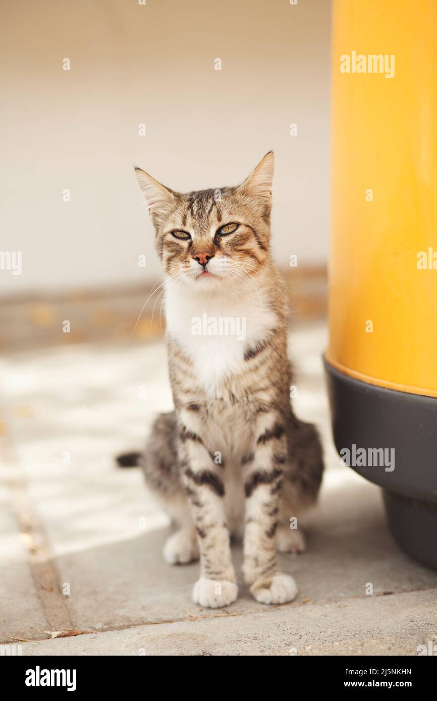 Skinny cat hi-res stock photography and images - Alamy