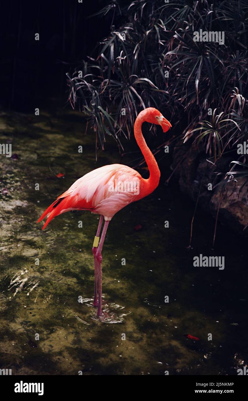 pink flamingo in a profile in water with the raised head. orintology ...