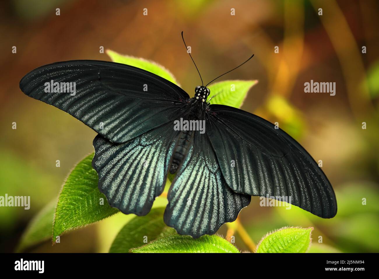 Dark exotic butterfly. Butterfly in the forest. Butterfly sitting on ...