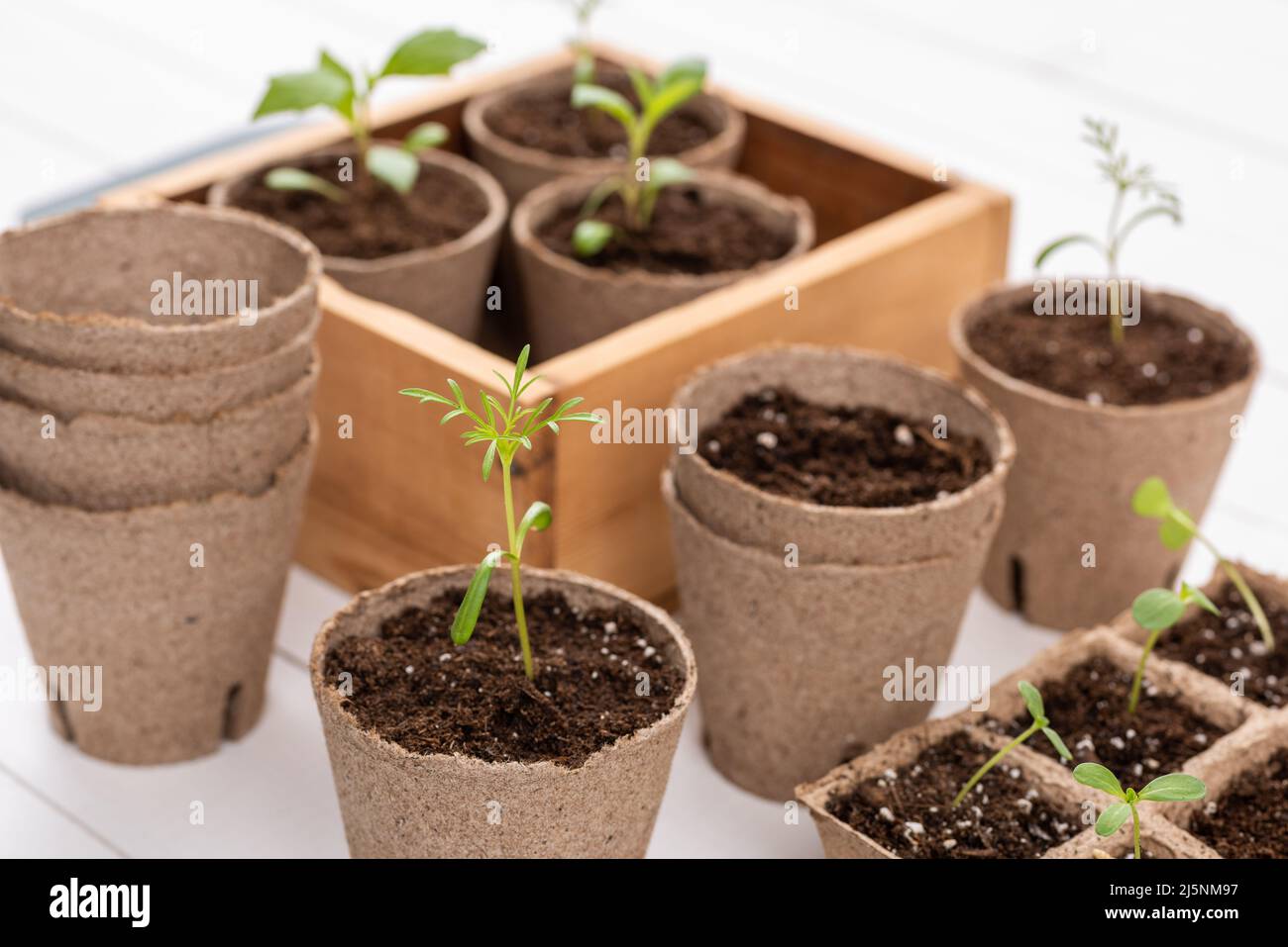 Potted flower seedlings growing in biodegradable peat moss pots on ...