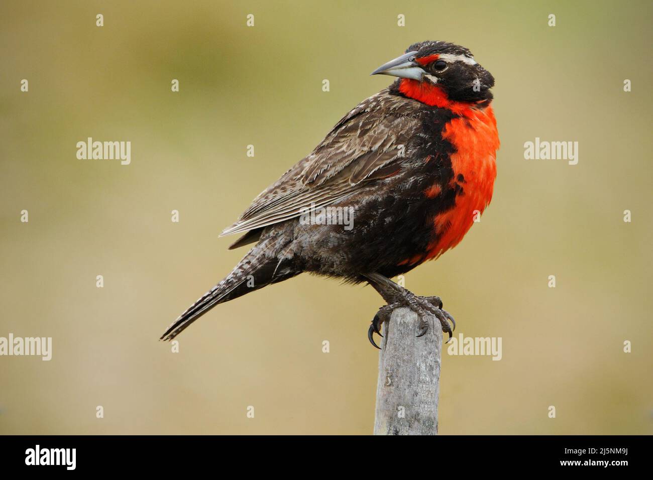 Red songbird. Long-tailed Meadowlark, Sturnella loyca falklandica ...