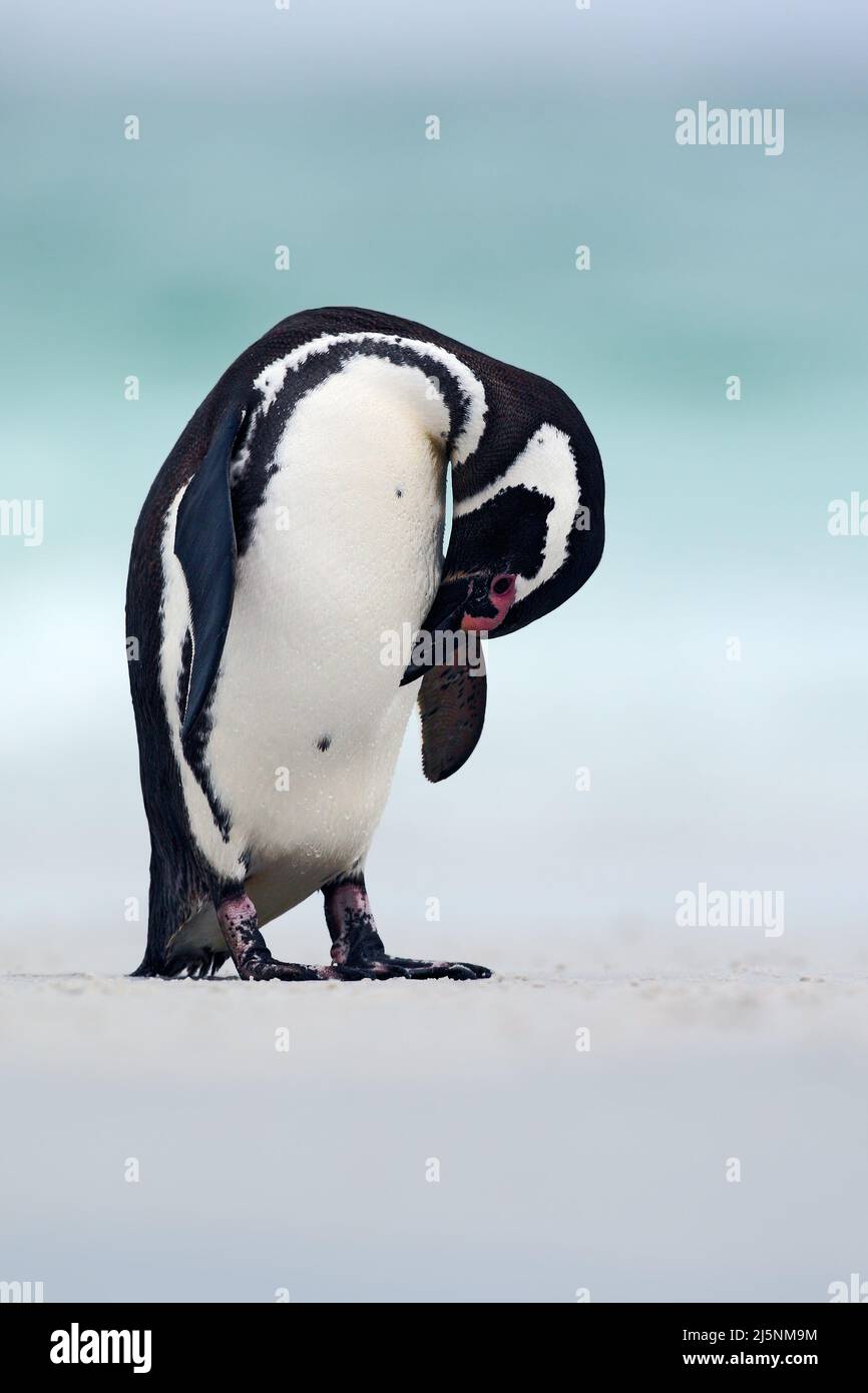 Penguin on the white sand beach. Penguin in the nature. Magellanic ...