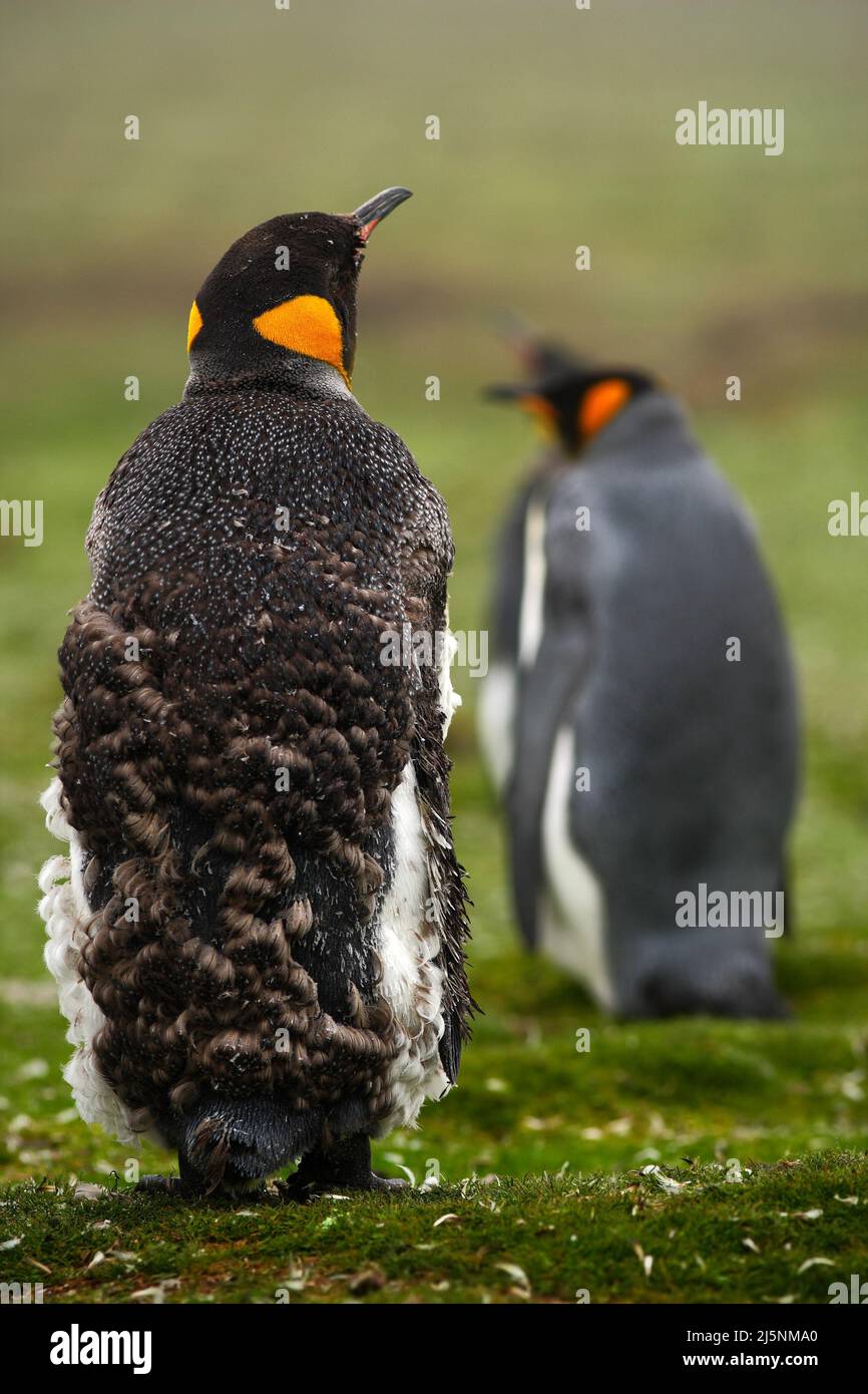 Two King penguin, Aptenodytes patagonicus. Penguin with detail cleaning ...