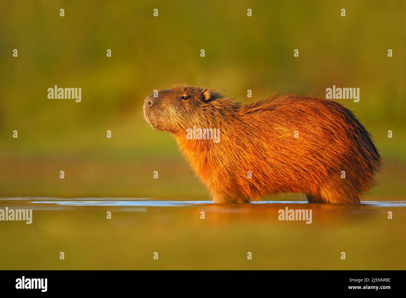 Big mouse in the water. Capybara, Hydrochoerus hydrochaeris, biggest ...
