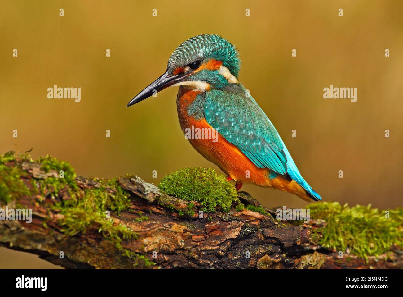 Beautiful kingfisher with clear green background. Kingfisher, blue and ...
