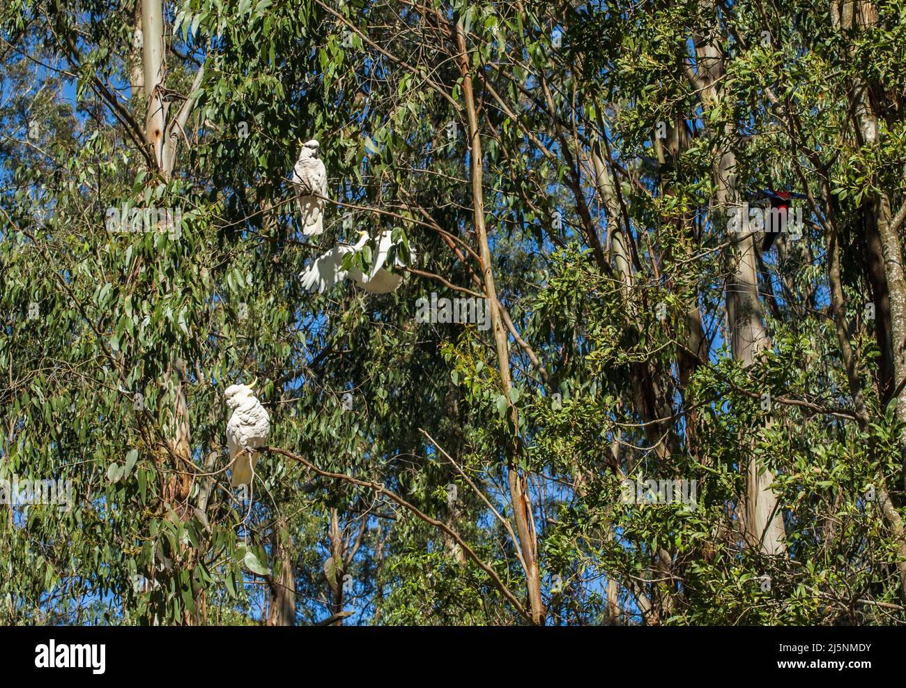 Wild cockatoos on a branch. Seen in Dandenong Ranges national park ...