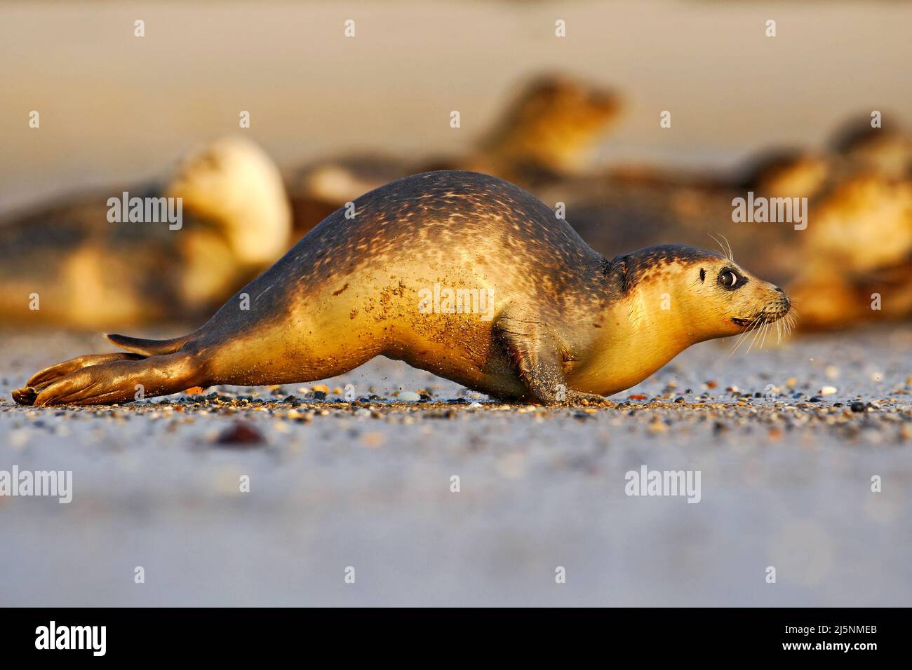 Running seal. Seal in white sand beach. Running animal. Mammal action ...