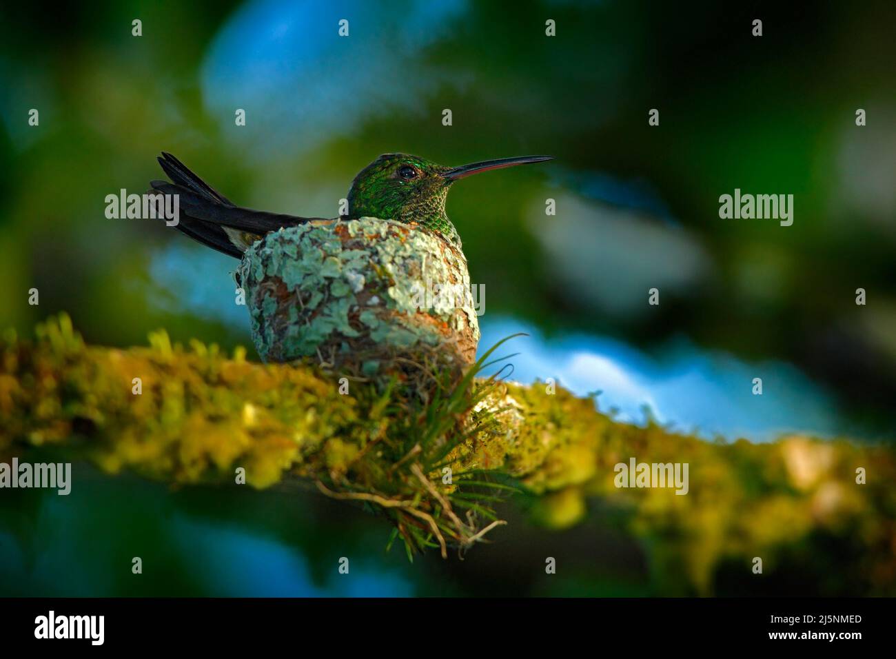 Adult hummingbird sitting on the eggs in the nest, Trinidad and Tobago ...