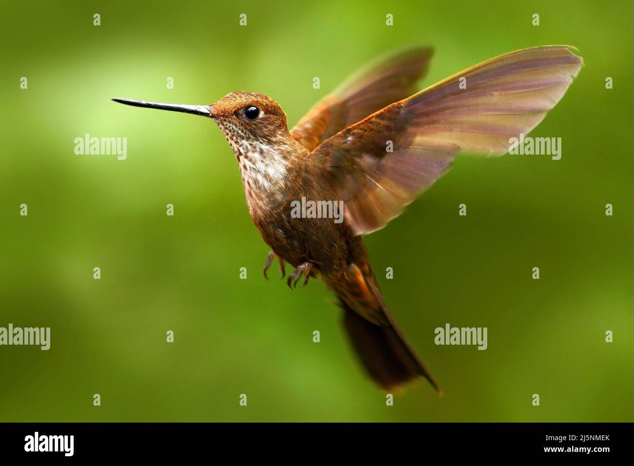 Beautiful bird in flight. Hummingbird Brown Inca, Coeligena wilsoni ...