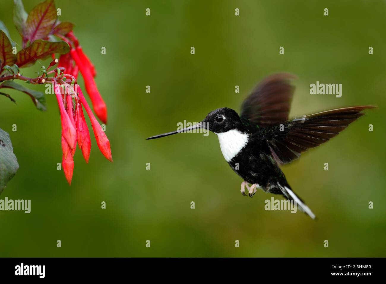 Hummingbird in fly. Flying bird from nature. Collared Inca, Coeligena ...