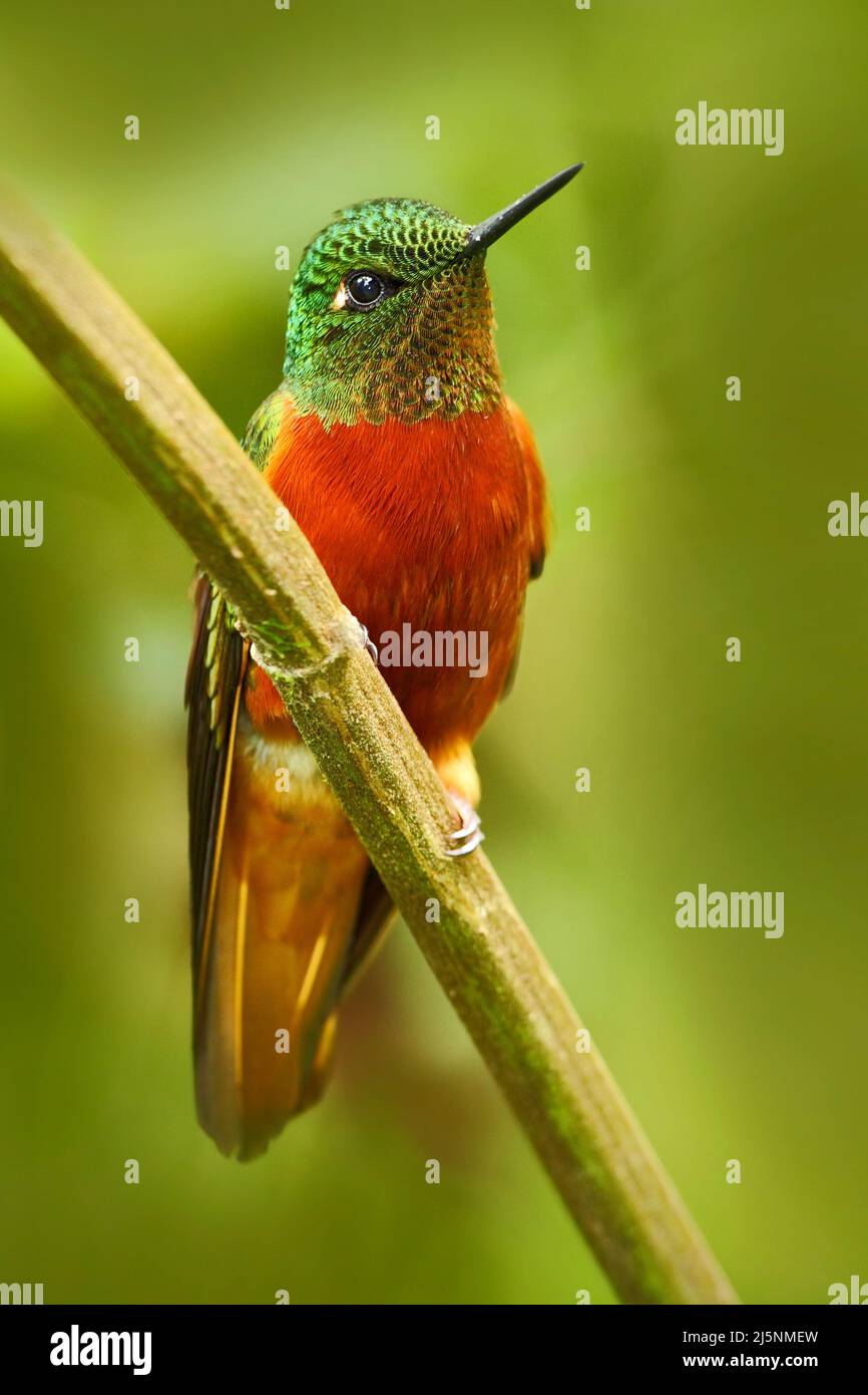 Hummingbird from Peru. Orange and green bird in the forest. Hummingbird ...