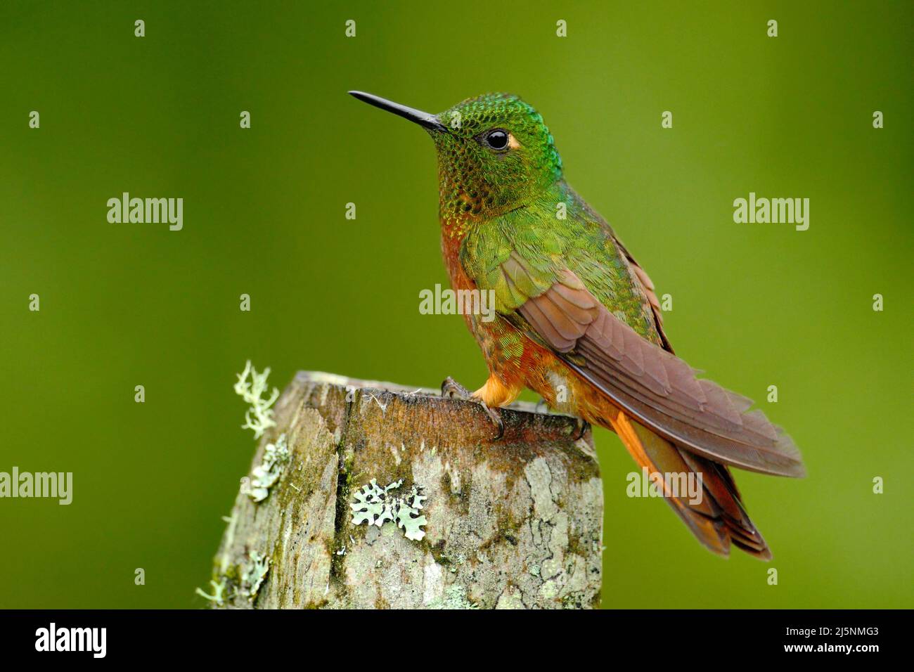 Bird from Peru. Orange and green bird in the forest. Hummingbird ...
