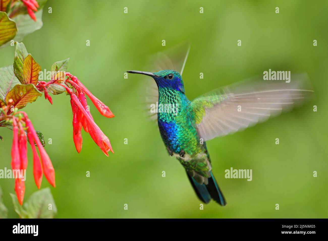 Flying bird. Bird with red flower. Bird in the forest. Bird in fly ...