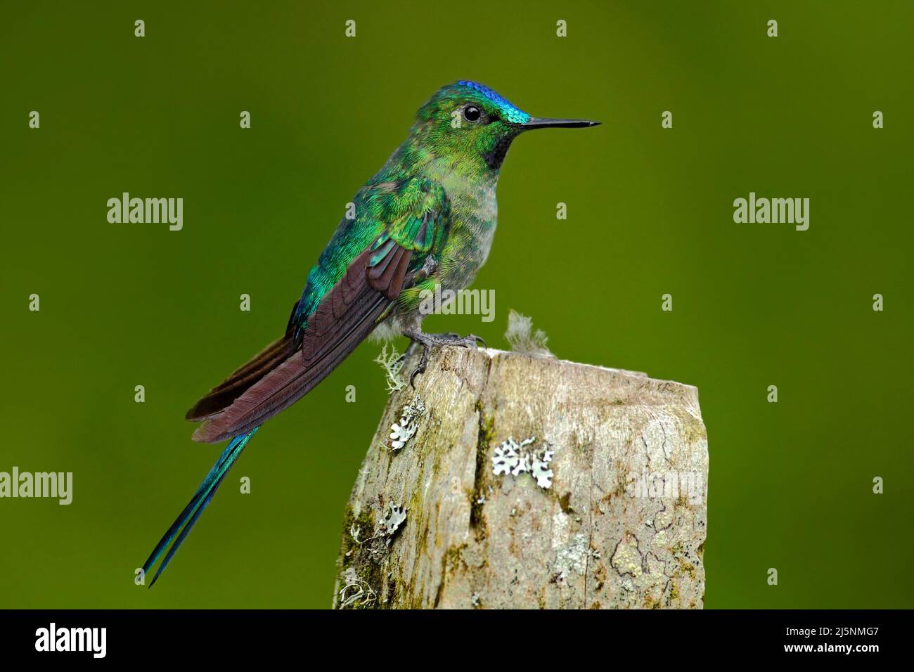 Long-tailed Sylph, hummingbird with long blue tail in the nature ...