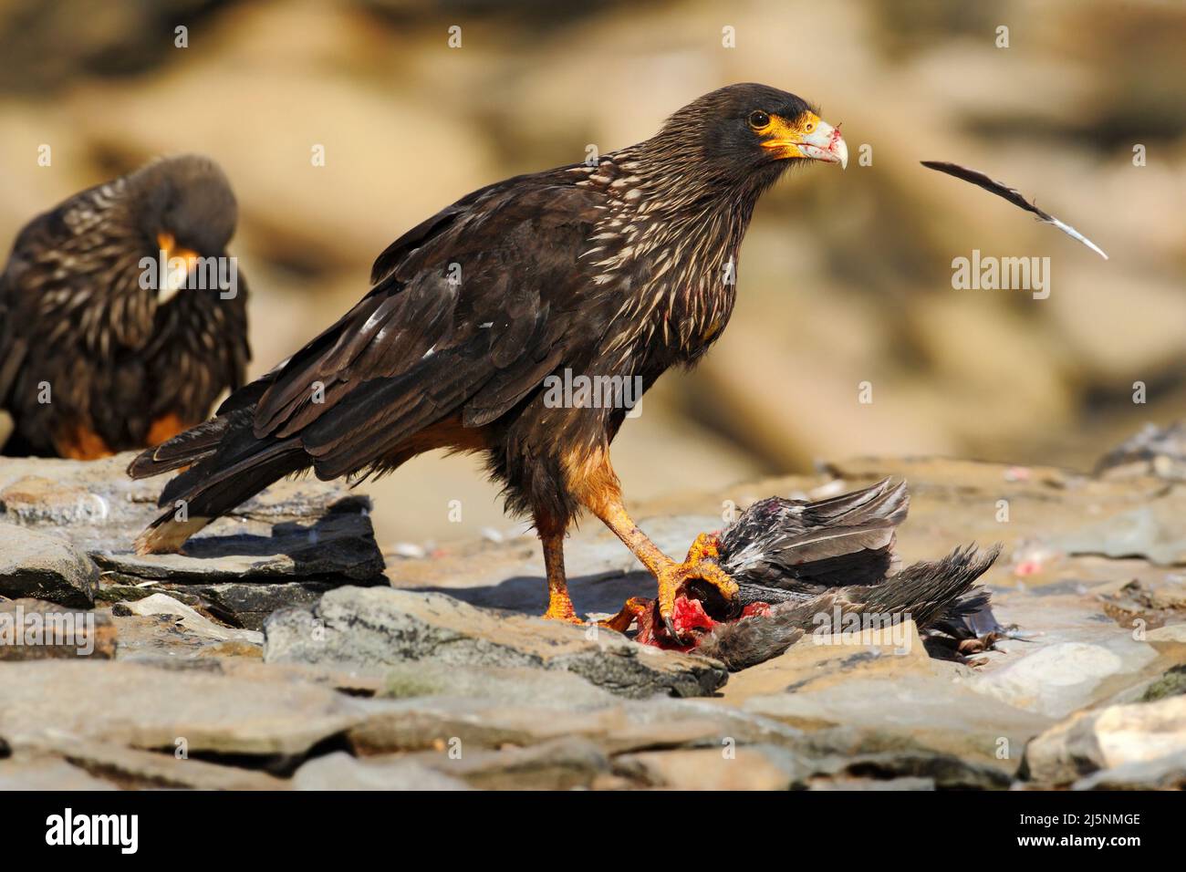 Feeding scene. Birds of prey Strieted caracara, sitting in on the rock ...