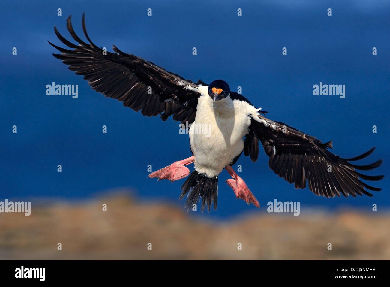 Flying bird. Imperial Shag, Phalacrocorax atriceps, cormorant in flight ...