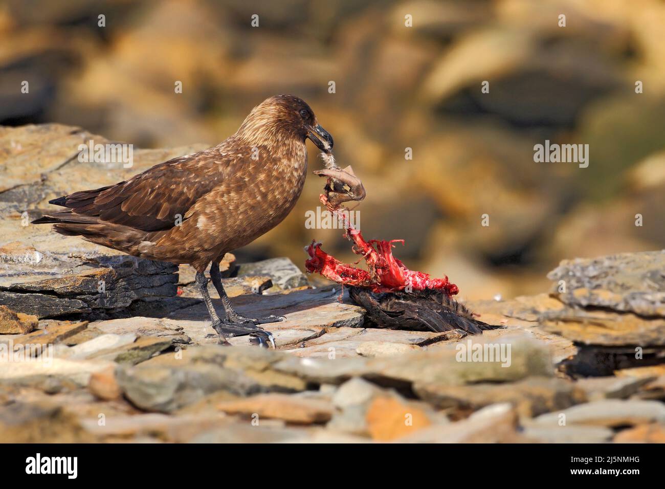 Brown skuas with catch bird carcass. Brown skua, water bird sitting in rock. Brown skua with ...