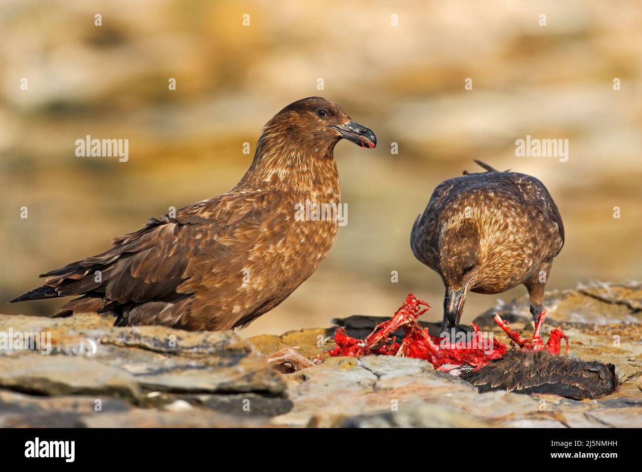 Brown skuas with catch bird carcass. Brown skua, water bird sitting in ...