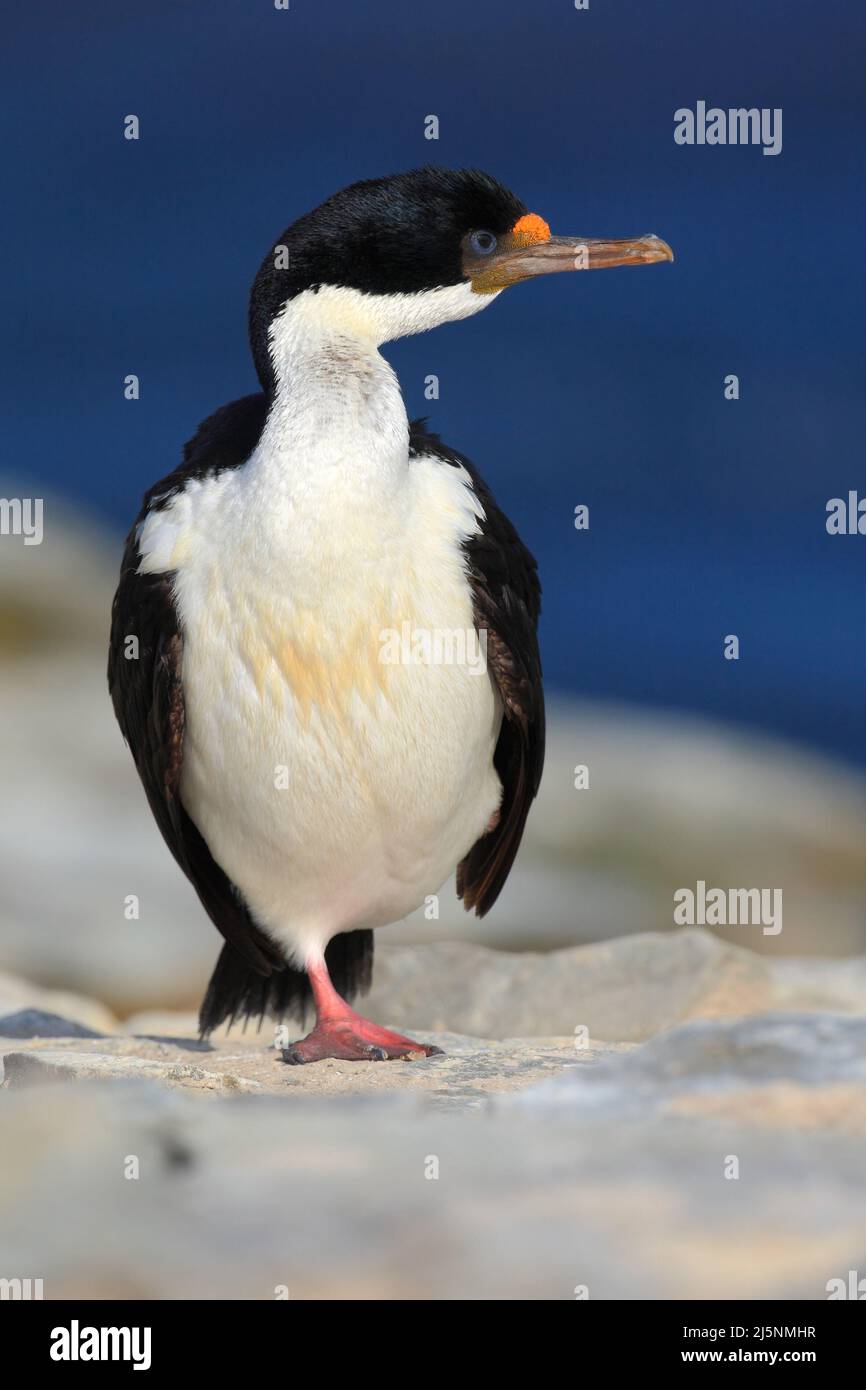 Water bird. Detail portrait of beautiful bird. Portrait sea bird ...