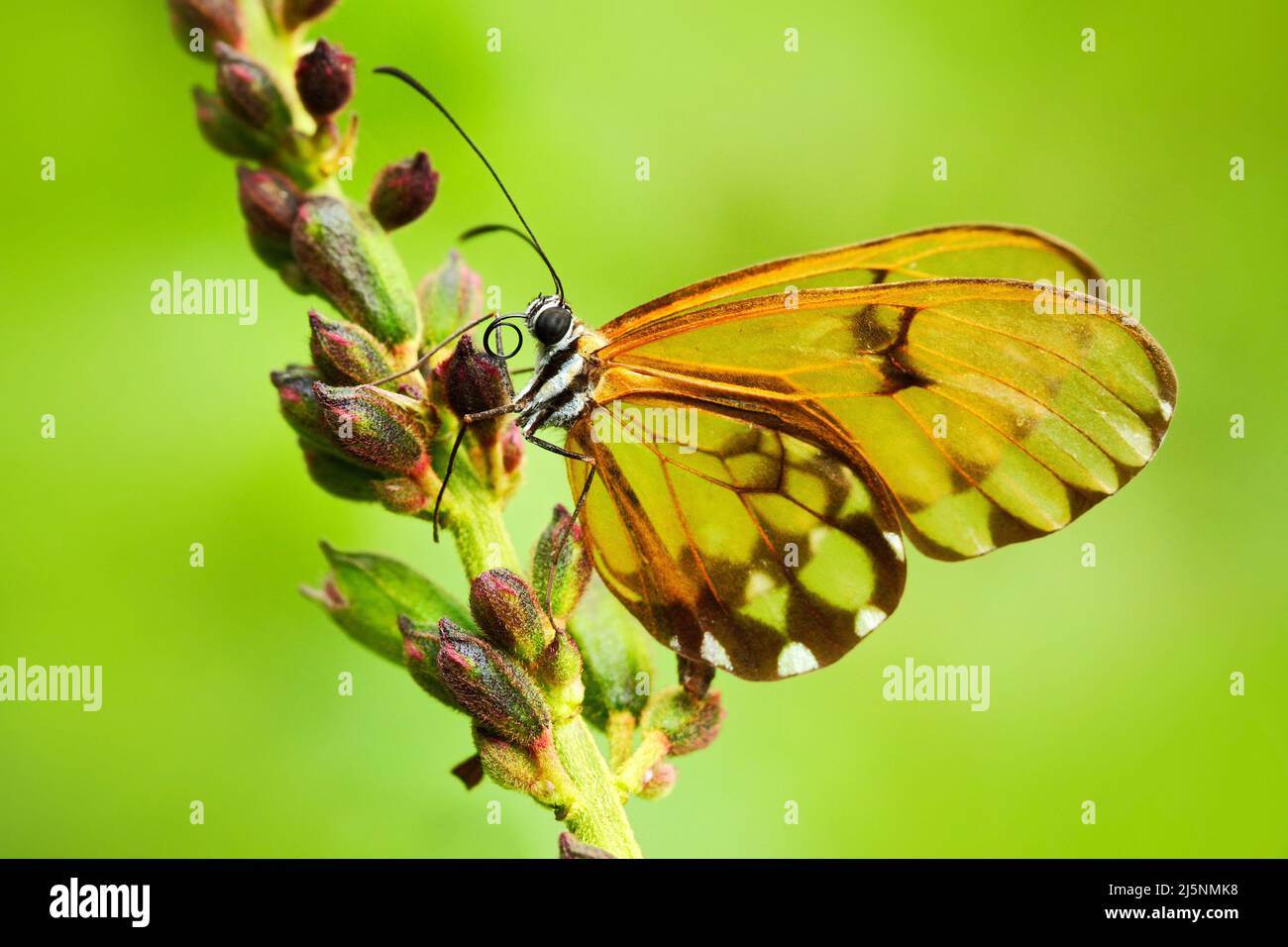 Beautiful Glasswinged butterfly with transparent wings. Beautiful ...